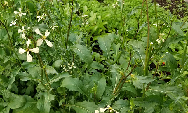 Plant mid-season to make small gardens productive | Gardening ...