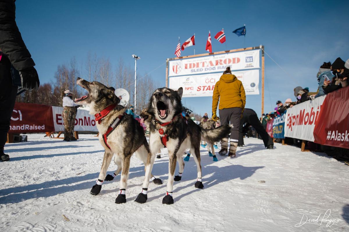 2021 Iditarod Trail Sled Dog Race - start | Featured | newsminer.com