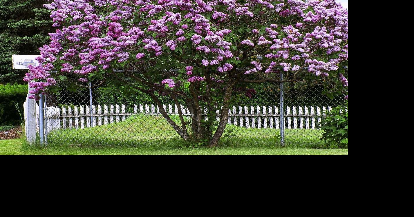 Select the right lilac for planting this spring | Gardening | newsminer.com