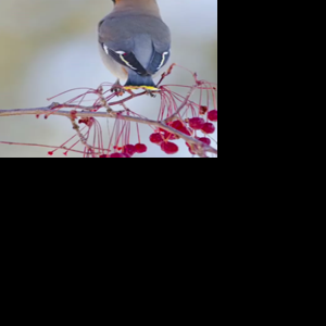 Fairbanks photographer captures moment in time with 'Berry Toss ...