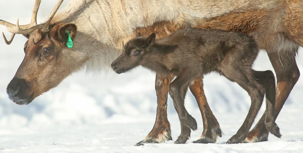 10 reindeer calves born at LARS this spring | Latitude 65 | newsminer.com