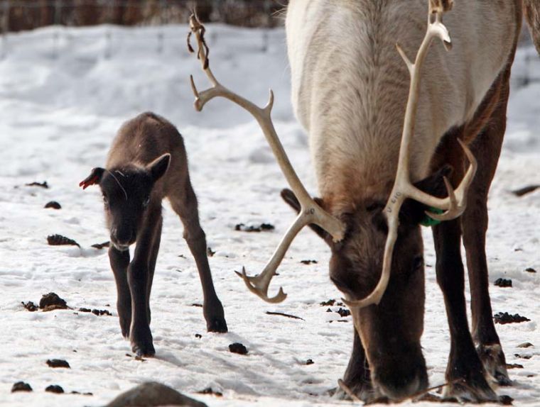 First reindeer of the year born at Fairbanks Experiment Farm | Local ...