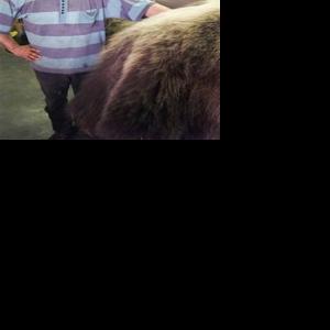 Alaska Game Board member shown in wolf skinning video | Alaska News ...