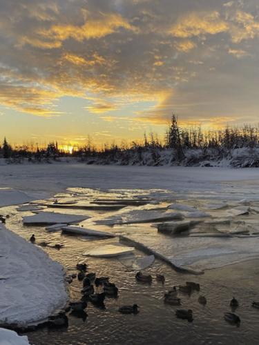 At the Quack of Dawn | Photo Of The Day | newsminer.com