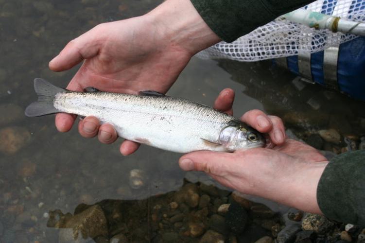 ADFG stocking Alaska lakes, ponds with fish from Ruth Burnett Sport ...