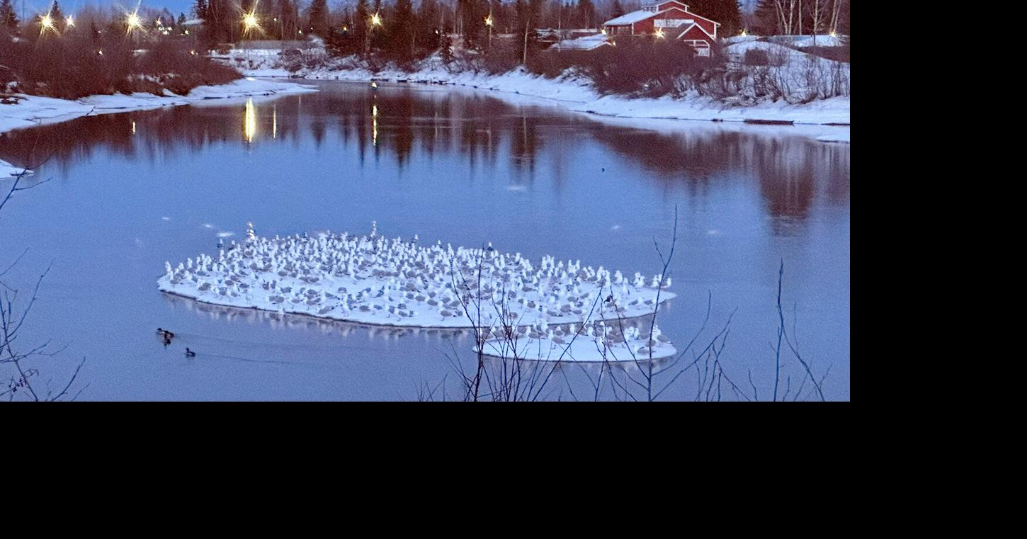 Gulls of the Chena | Photo Of The Day | newsminer.com