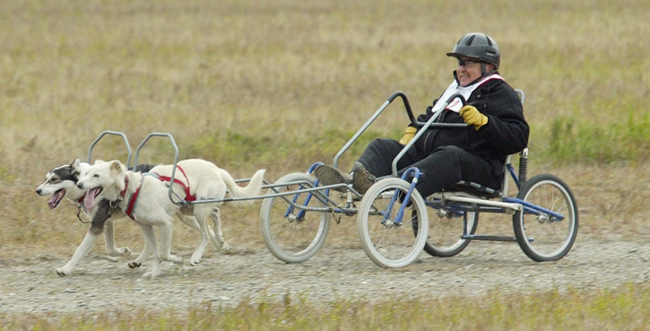 Experience Alaska's state sport: dog mushing | Visitors Guide ...