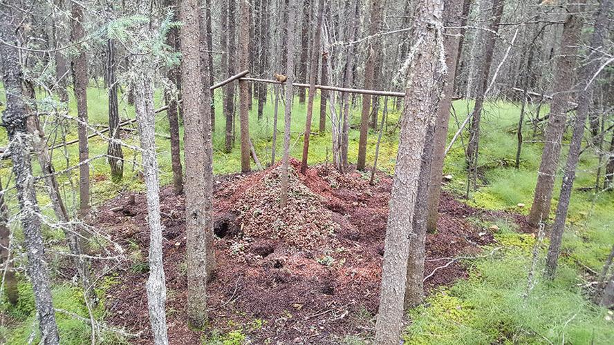 Squirrel: It’s what’s for dinner | Outdoors | newsminer.com