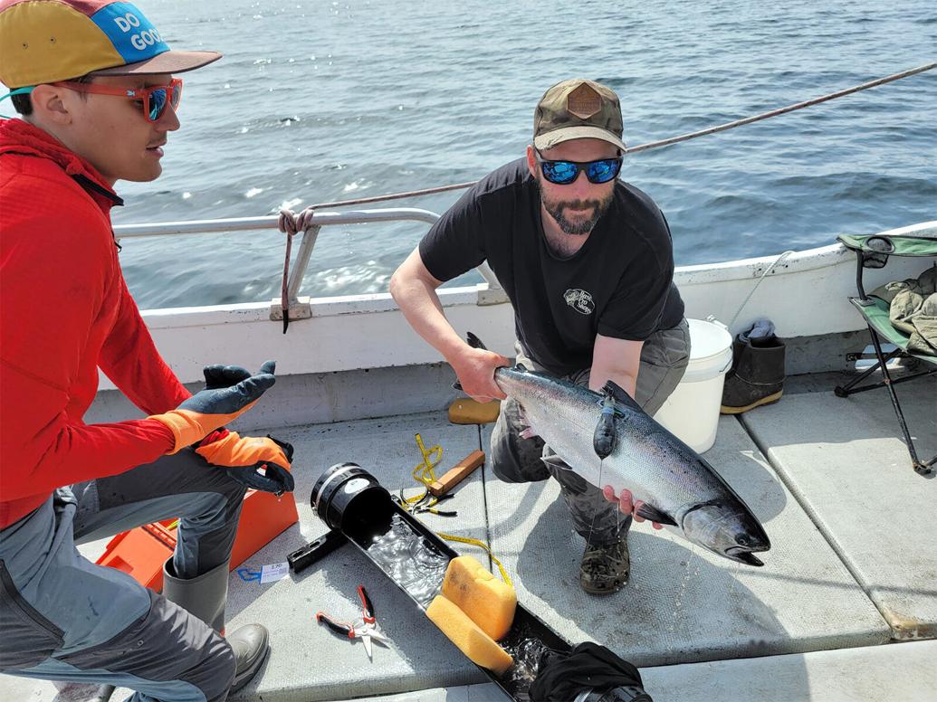 Salmon tagging data could help trawlers reduce bycatch | Alaska News ...