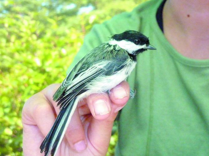 Alaska mosquitoes spreading malaria in birds | Alaska Science Forum ...