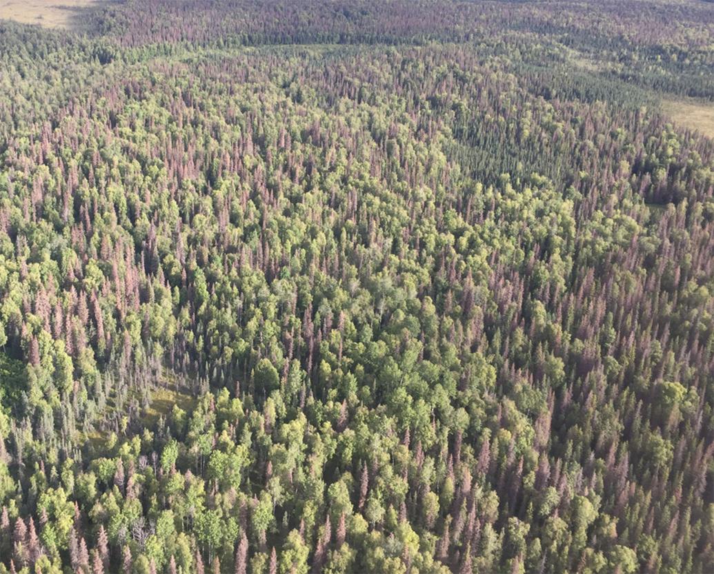 Spruce beetles decimating forests in Southcentral Alaska; damage modest ...
