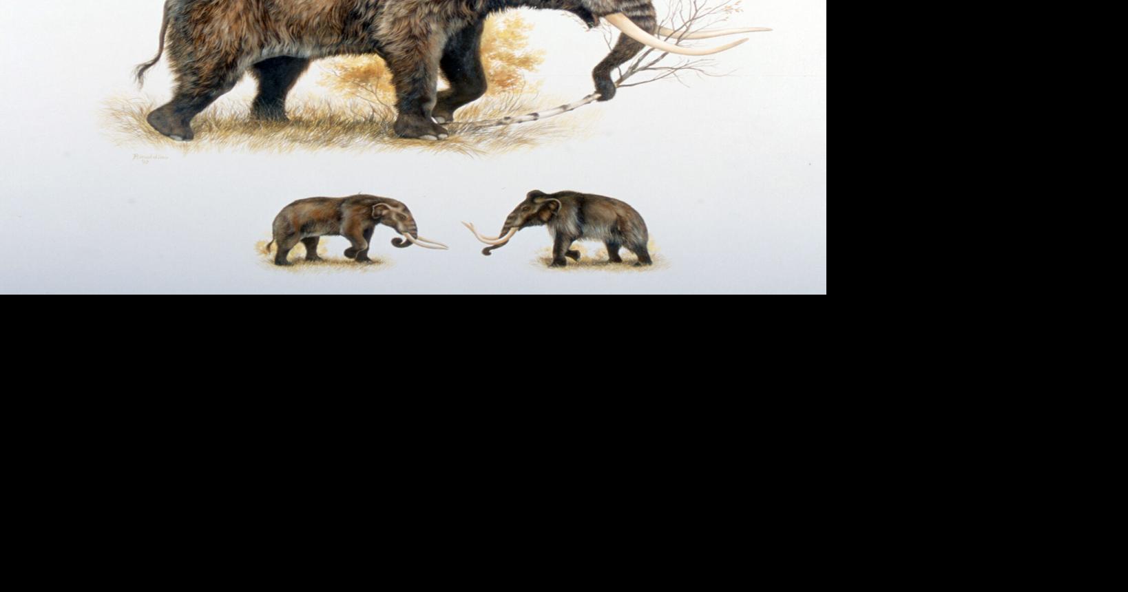 Mastodons long gone from the far north | Alaska Science Forum ...