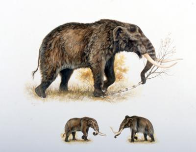 mastodon elephant