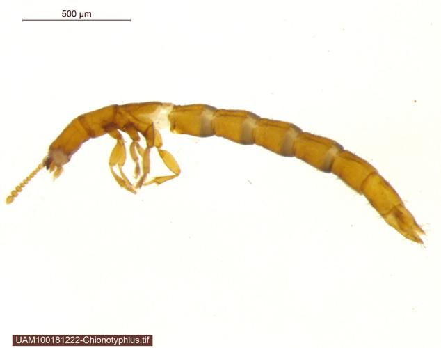 A different kind of frontier: Discovering the tiny creatures unique to ...