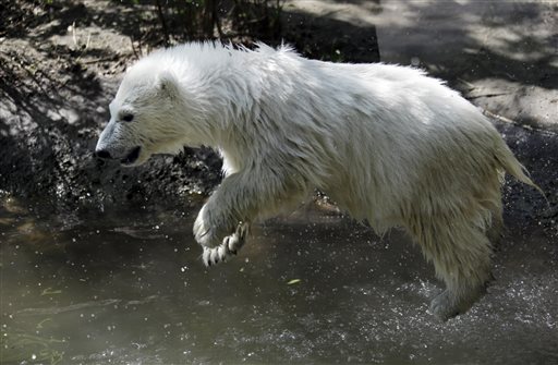 Polar bear cub orphaned in Alaska lands at NY zoo | Alaska News ...