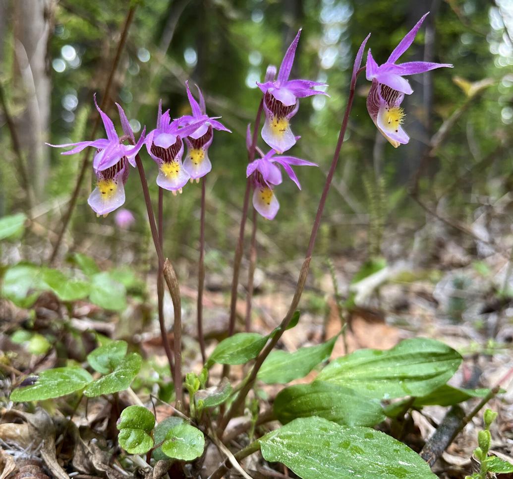 CALYPSO ORCHIDS ON THE TRAIL | Photo Of The Day | newsminer.com