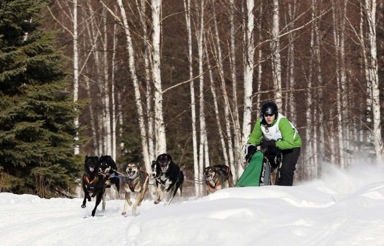 Alaska mushers take gold ulus in first events | Local | newsminer.com