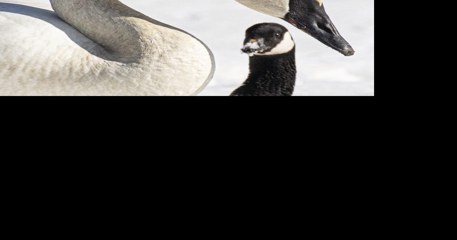 Take a Gander | Photo Of The Day | newsminer.com