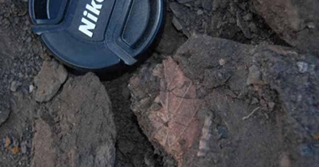 Mummified forest tells tale of a changing North | Alaska Science Forum ...
