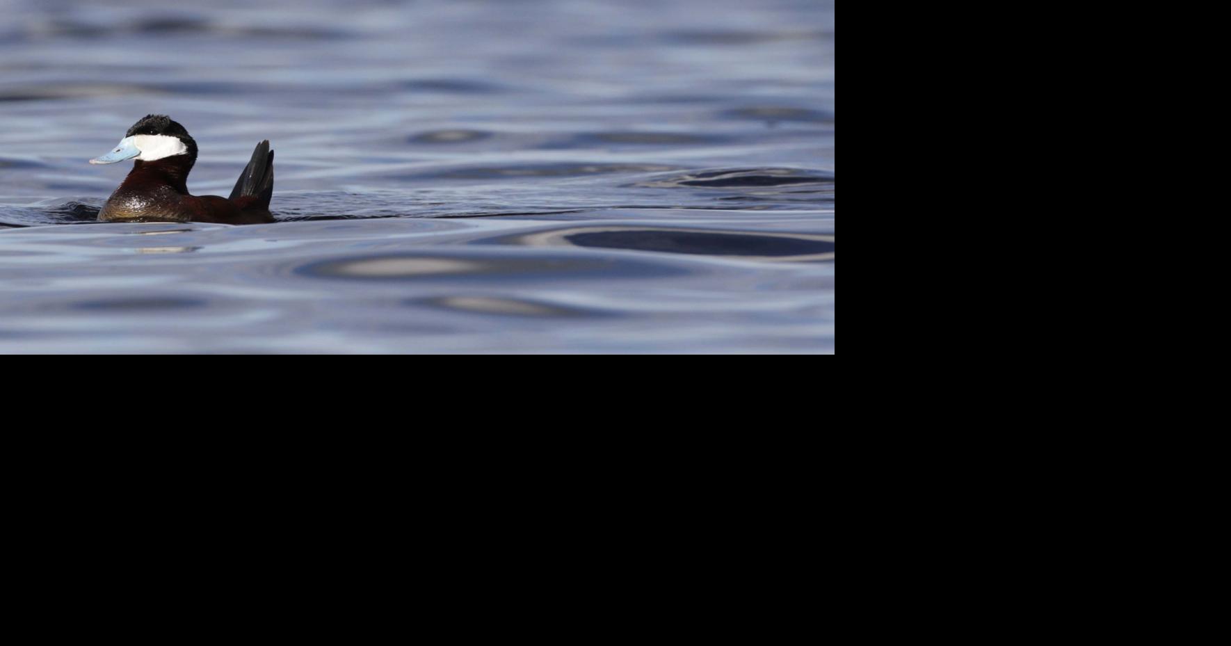 Ruddy ducks are among the many moving northward | Alaska Science Forum ...