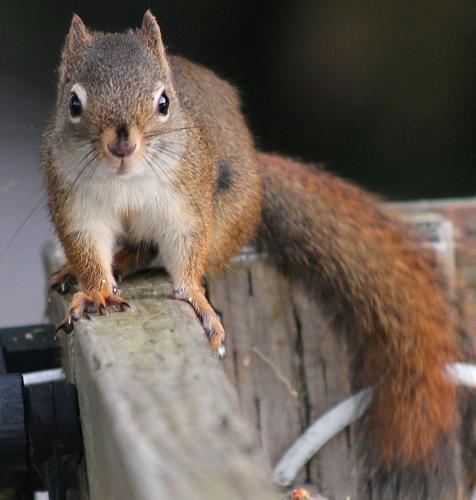 Critter corner: red squirrel | Outdoors | newsminer.com