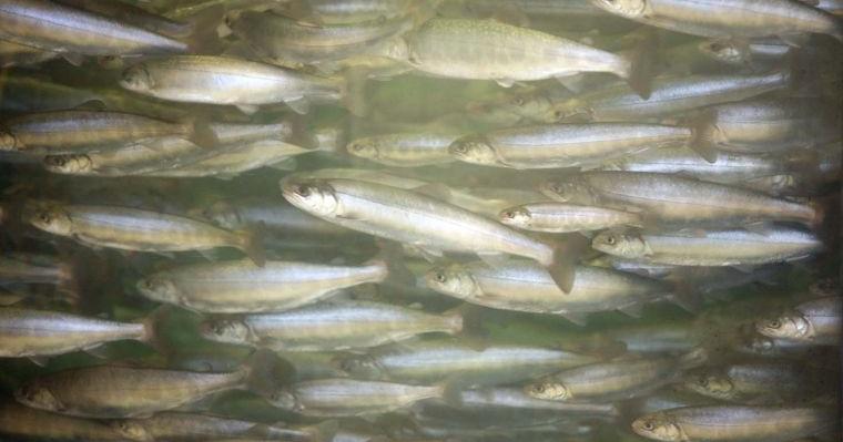 Sportsman association speaker offers a look inside the Ruth Burnett ...
