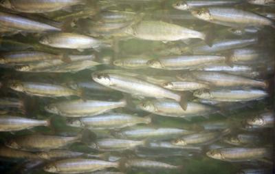 Sportsman association speaker offers a look inside the Ruth Burnett ...