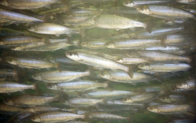 Sportsman association speaker offers a look inside the Ruth Burnett ...