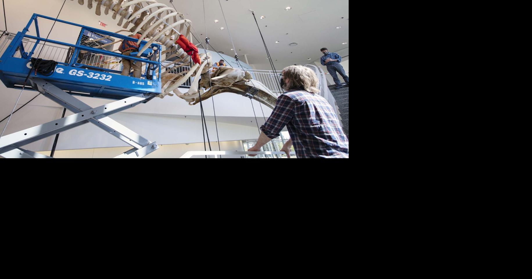 Bowhead whale skeleton surfaces at Museum of the North | Community ...