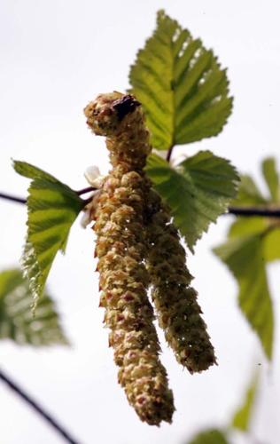 Warm weather in Alaska leads to early high pollen counts | Alaska News ...