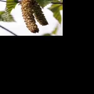 Warm weather in Alaska leads to early high pollen counts | Alaska News ...