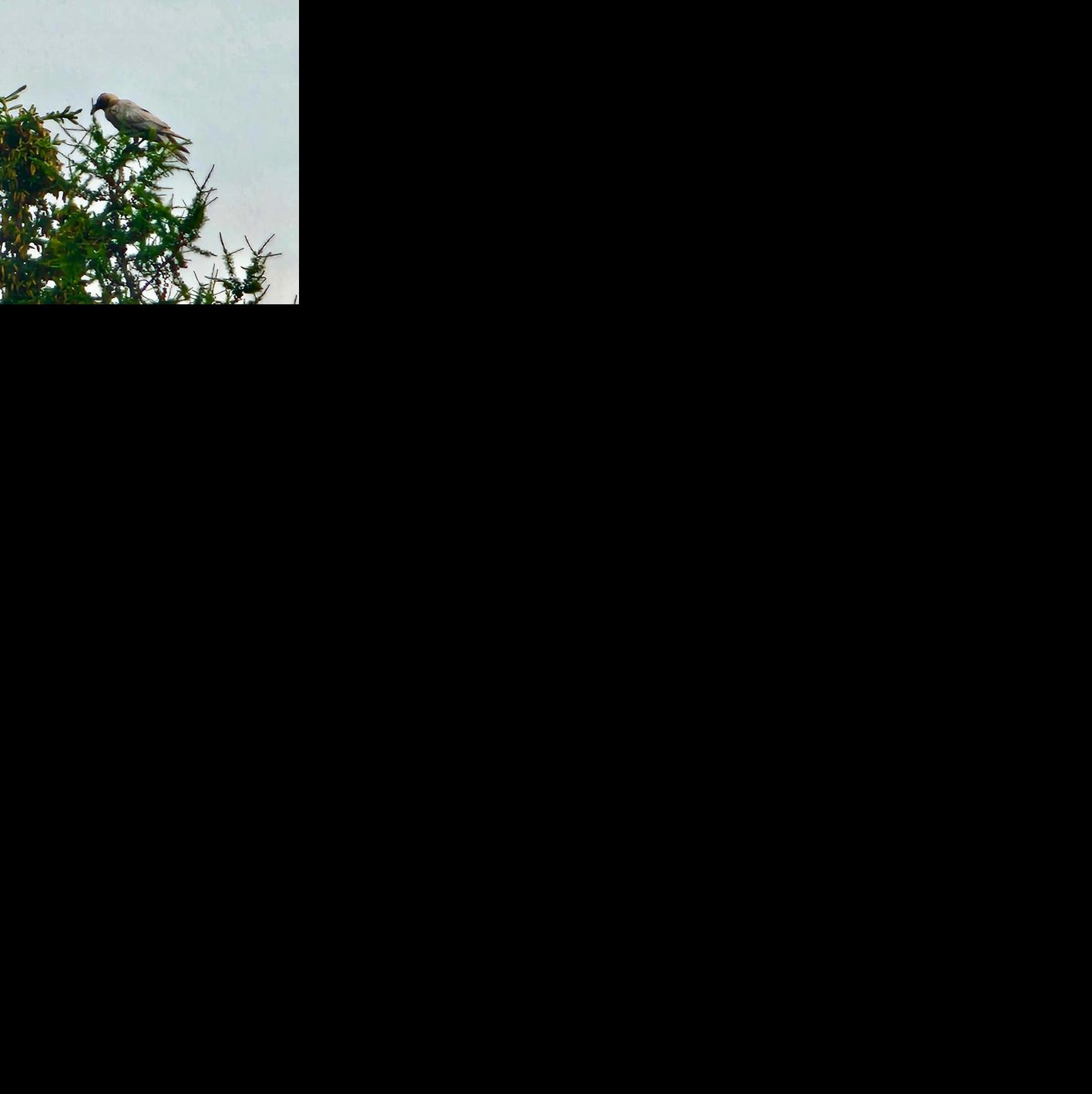 Alaska commuter spots rare leucistic raven | Kris Capps | newsminer.com