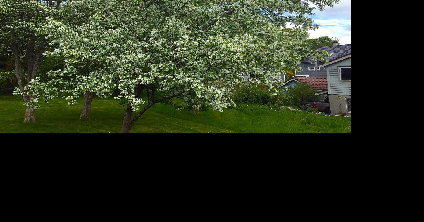 Want to replace invasive bird cherry and chokecherry trees? Plant these ...