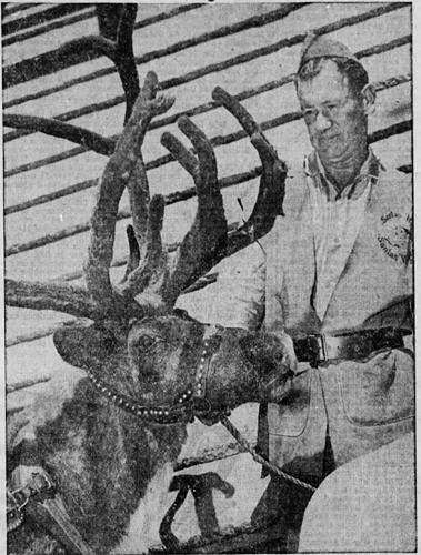 reindeer hoveringham