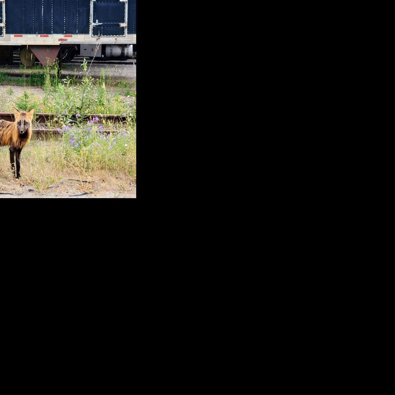 Fox on the rails | Photo Of The Day | newsminer.com