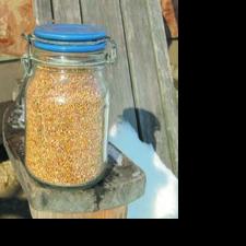 Quinoa becomes an unlikely Alaska crop | Alaska Grown | newsminer.com