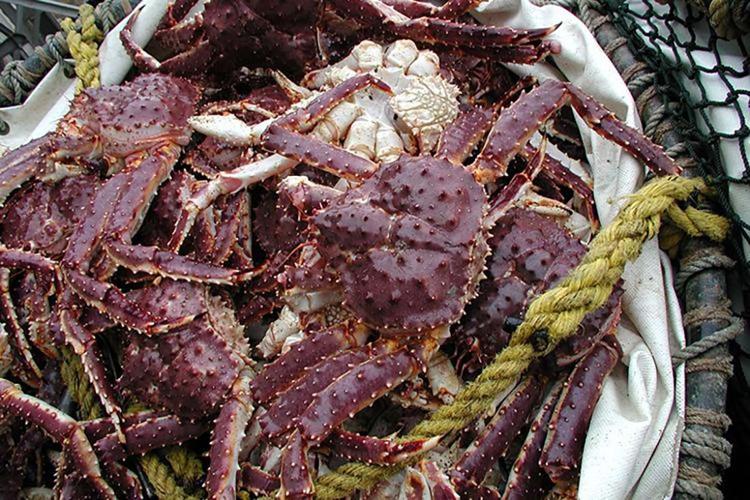 As the once-lucrative Bering Sea crab harvest resumes, Alaska’s fishers face challenges | Alaska ...