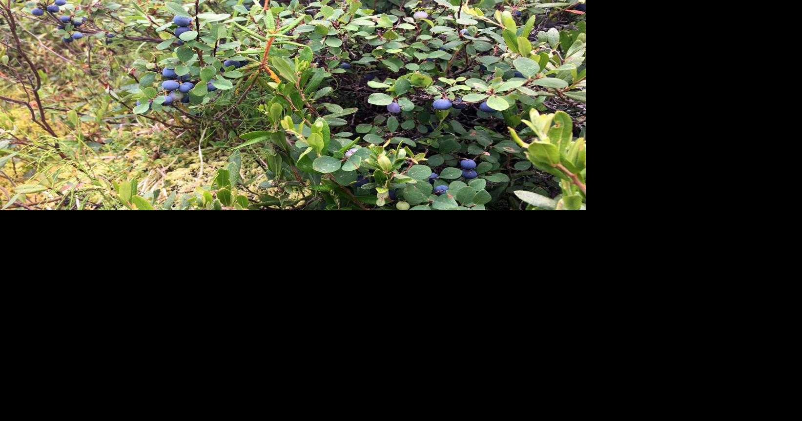 Berry crops becoming more unpredictable | Outdoors | newsminer.com