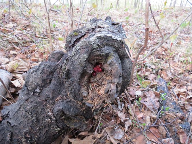 Berry crops becoming more unpredictable | Outdoors | newsminer.com