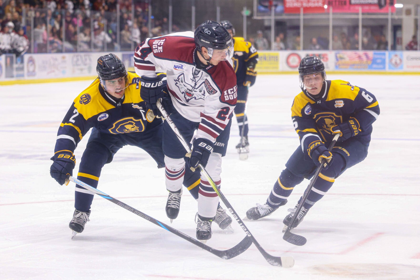 Ice Dogs begin first of three-week homestand vs Springfield | Ice Dogs ...