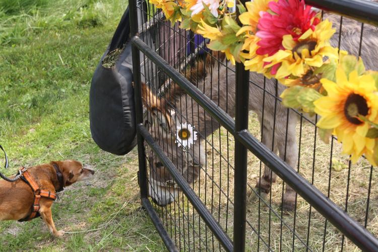 Despite smoke, Salcha Fair goes on | Local News | newsminer.com