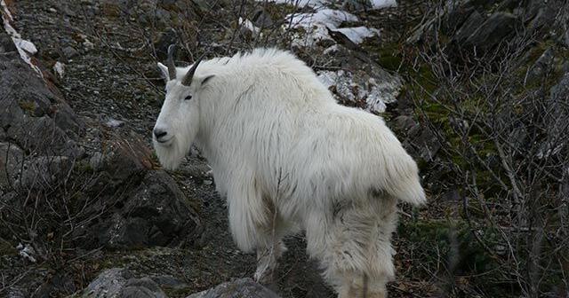 Mountain goat hunting begins with registration Oct. 1 | Outdoors ...