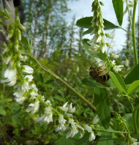 Invasives pollination study shows mixed results for Alaska berries ...