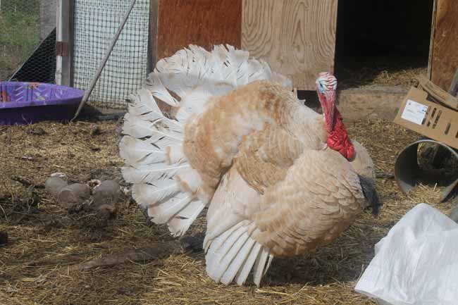 Pingo Farm owner focuses on study of northern seeds | Alaska Grown ...