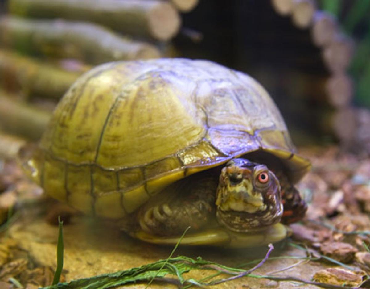 Beloved North Pole library turtle remembered at celebration of life ...