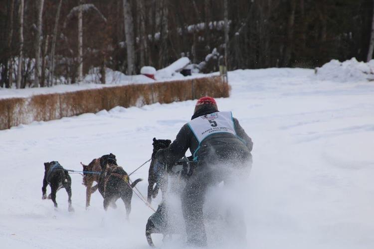 ‘Flat out’ speed: 2024 LNAC events showcase the art of sprint mushing ...