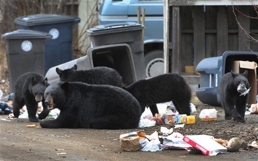 Black bear family roaming Anchorage neighborhood | Alaska News ...