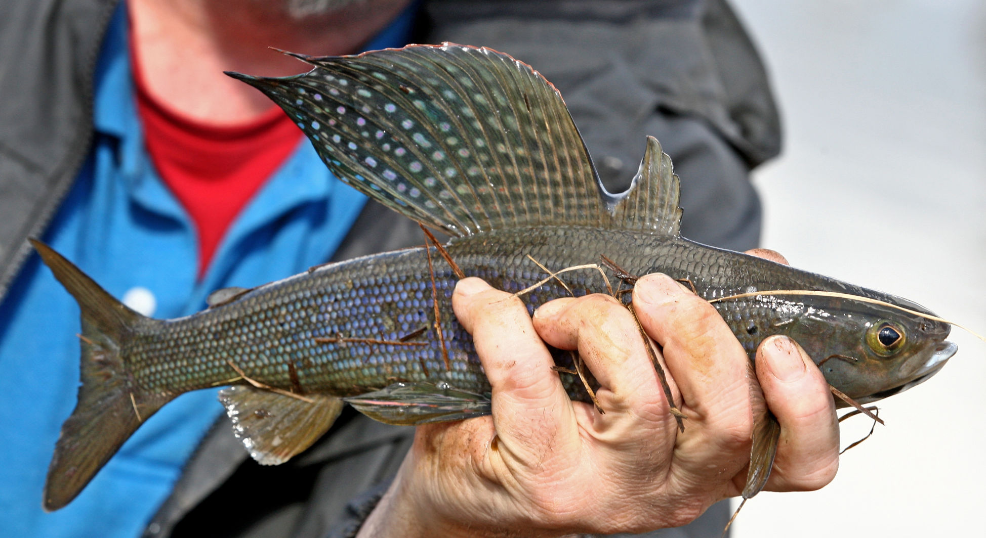 400,000 Arctic grayling eggs to be planted in Michigan waters 89 years ...