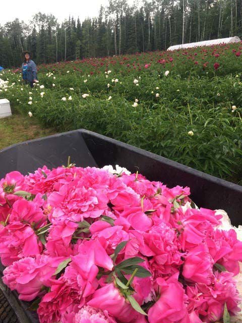 Over-promotion of peony farming leads to mixed success | Gardening ...