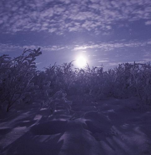 Moonlit wilderness | Photo Of The Day | newsminer.com